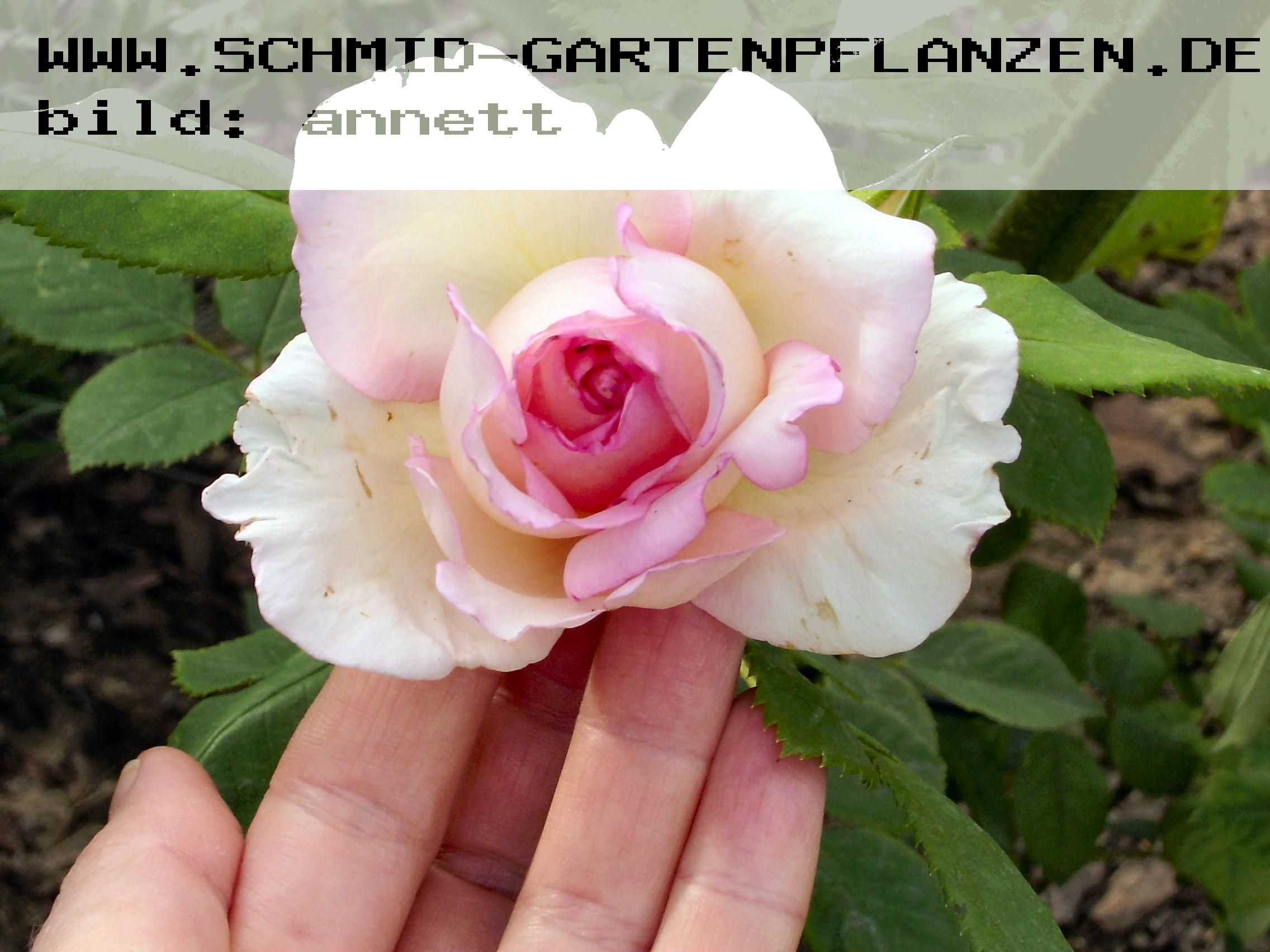 W nsche Geburtstag Geburtstagsgl ckw nsche Zum Geburtstag W nsche Geburtstag Geburtstagsgl ckw nsche Zum Geburtstag