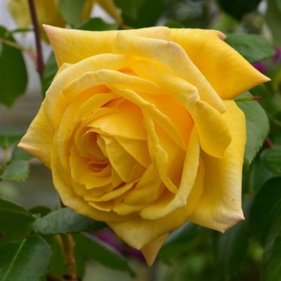 Sehr Stark Duftende Rosen