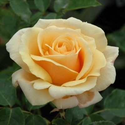 Sehr Stark Duftende Rosen