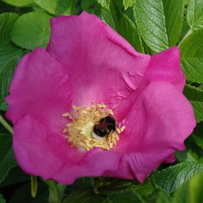 Marie Bugnet | Rose, weiß, 1.2 m x 0.9 m (1963) | Rosa 'Marie Bugnet ...