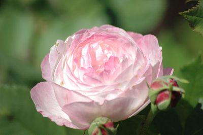 Rosier Mme. Pierre Oger (Rose Bourbon) - achat et vente de rosiers en ligne