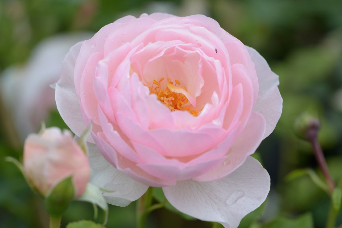 Heritage ® | Rose, zartrosa, ca. 120cm (David Austin, 1984) | Rosa ...