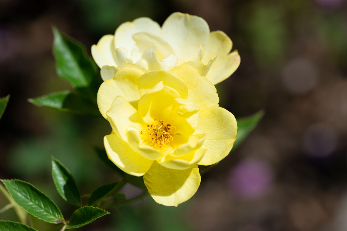 Golden Age ® | Rose, gelb, 300 - 400 cm (NIRP / Adam, 2011) | Rosa ...