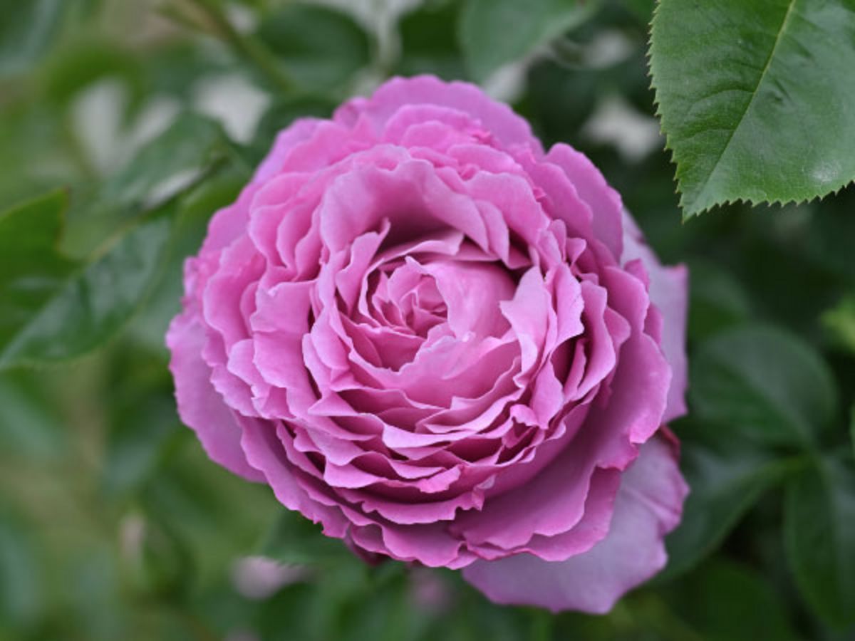 Alexandra David Neel ® | Rose, blau & mauve, 60 - 80 cm x 50 cm (Arnaud ...