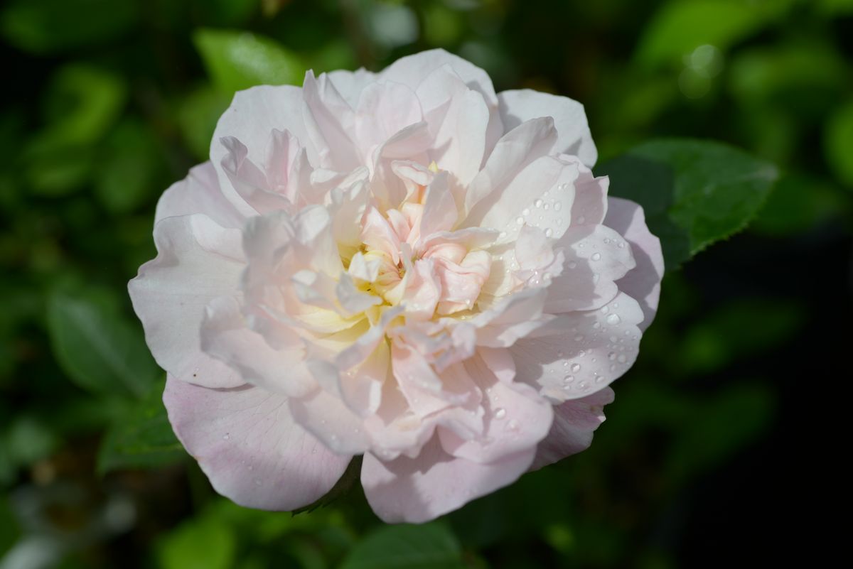Elizabeth ® | Rose, apricot, 140 cm x 140 cm (David Austin, 2022 ...