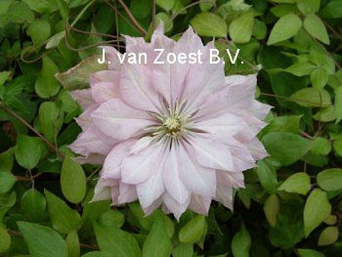 Violet Elizabeth | Clematis 'Violet Elizabeth' online kaufen