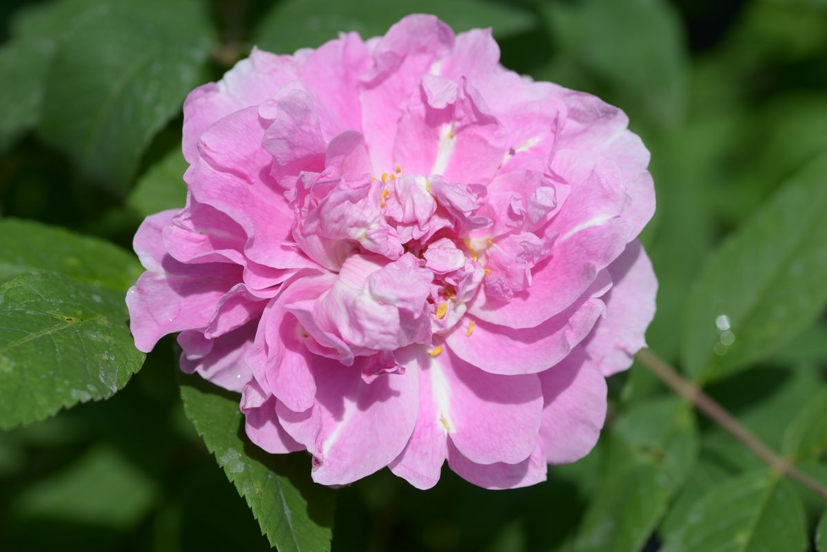 Rosier Therese Bugnet (Rosiers arbustifs modernes) - achat et vente de ...