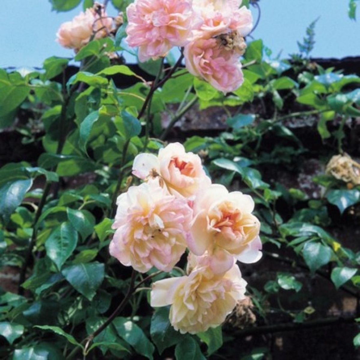 Rosier Desprez à Fleurs Jaunes (Rosiers Lianes) - achat et vente de ...