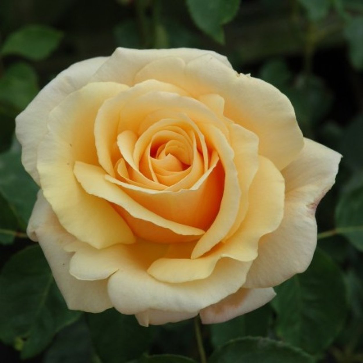 Diamond Rose