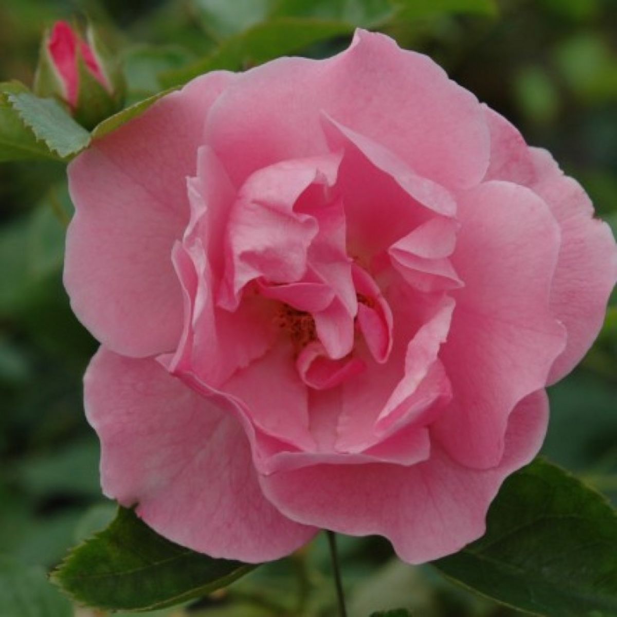 Sommerwind | Rose, rosa, 0.6 m x 1.2 m (Reimer Kordes, 1987) | Rosa ...