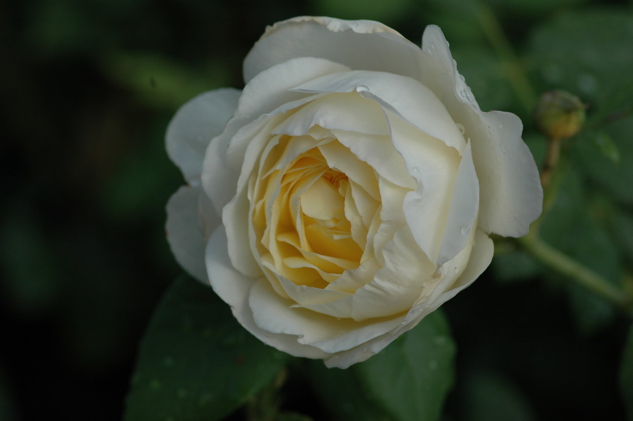 Rosier Claire Austin ® (Roses anglaises) - achat et vente de rosiers en ...