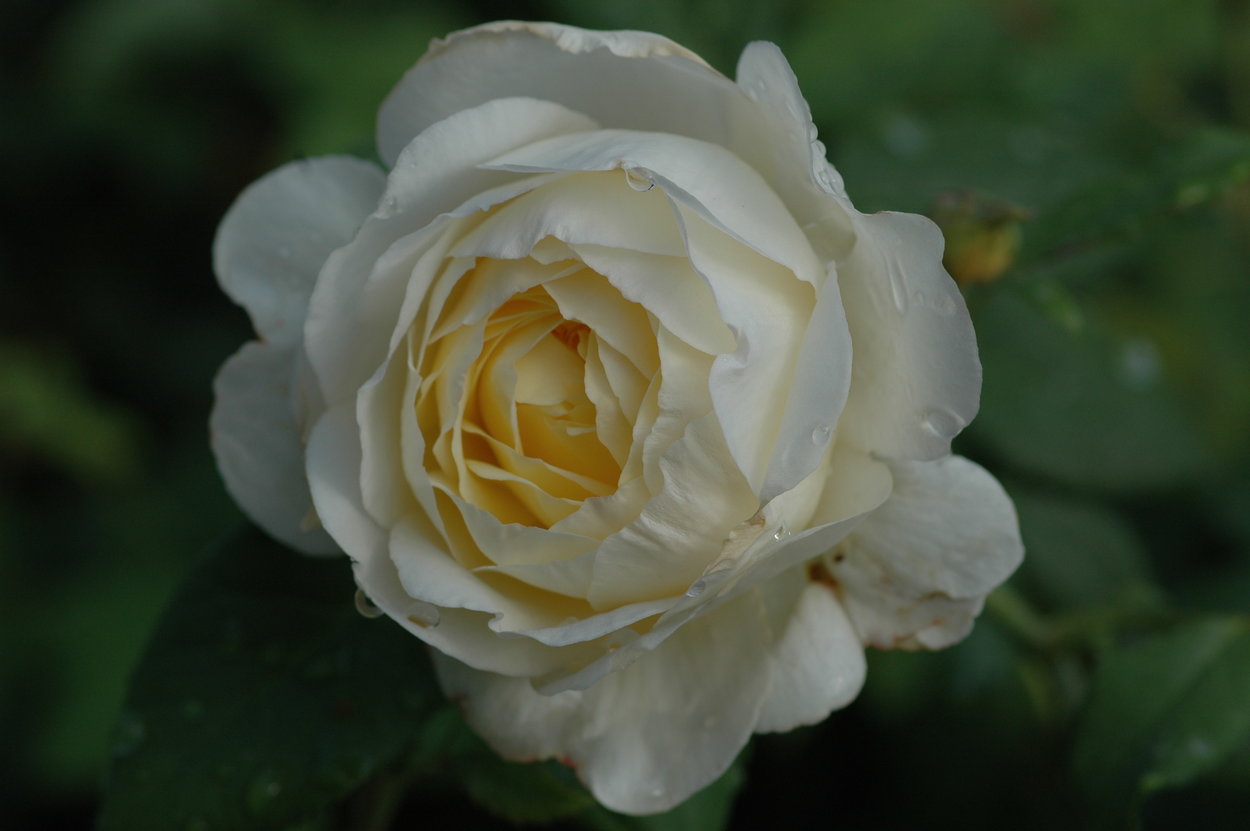 Rosier Claire Austin ® (Roses anglaises) - achat et vente de rosiers en ...