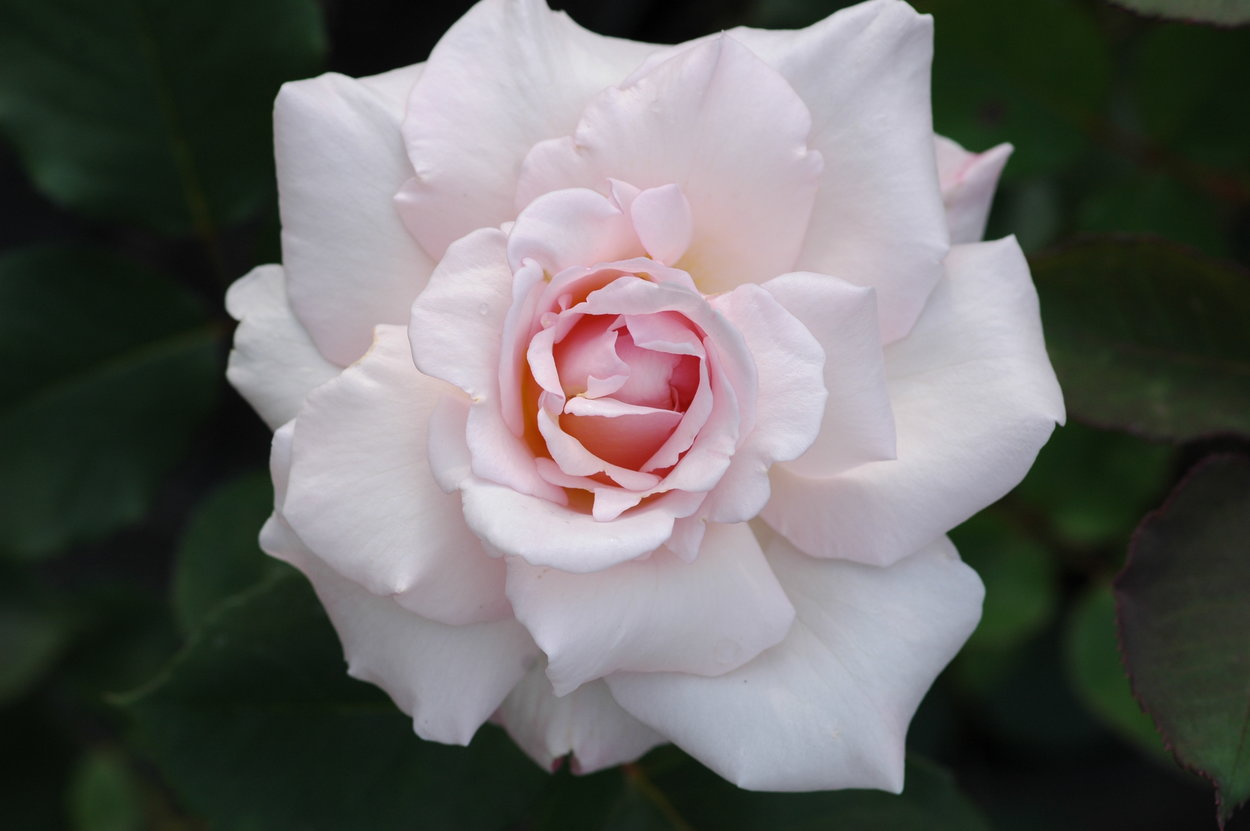 Rosier Clg. Ophélia (Rosiers grimpants et rosiers lianes) - achat et ...