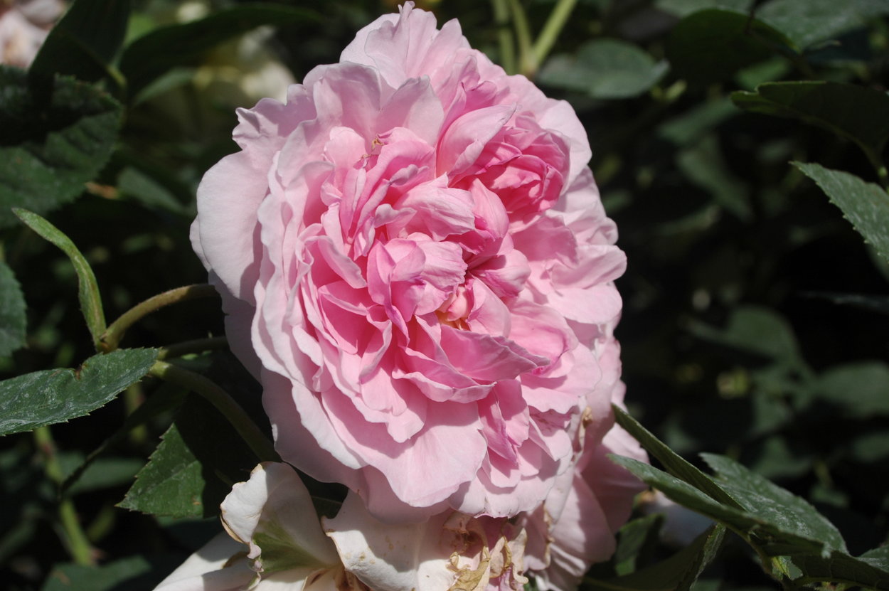 Cottage Rose | Rose, rosa, 90 - 150cm (David Austin, 1991) | Rosa ...
