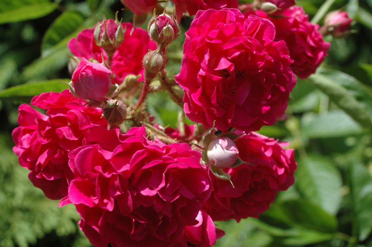Rosier Crimson Rambler (Rosiers grimpants et rosiers lianes) - achat et ...