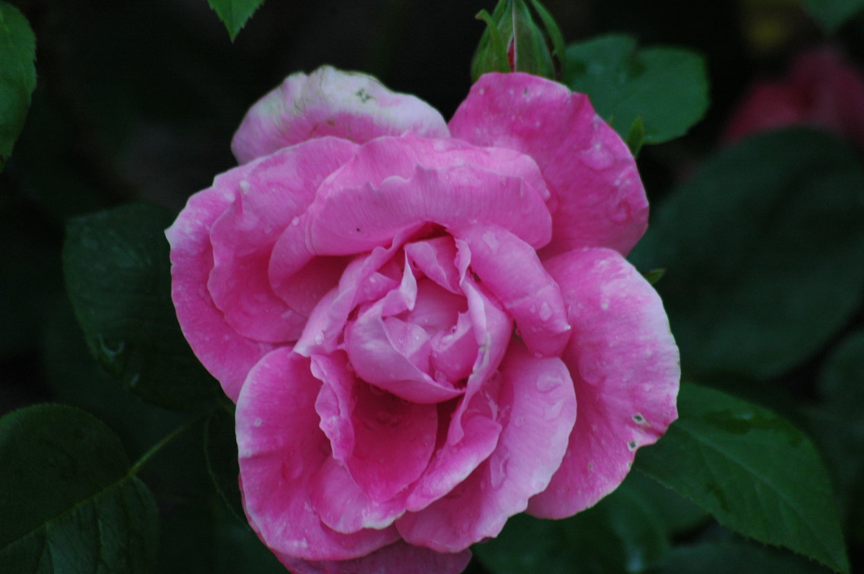 Rosier Evi Timm (Des roses signées Weihrauch) - achat et vente de ...