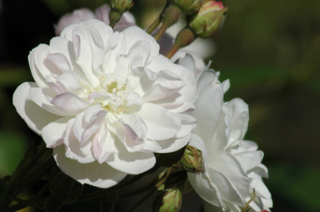 Rosier Francine Austin ® (Roses anglaises) - achat et vente de rosiers ...