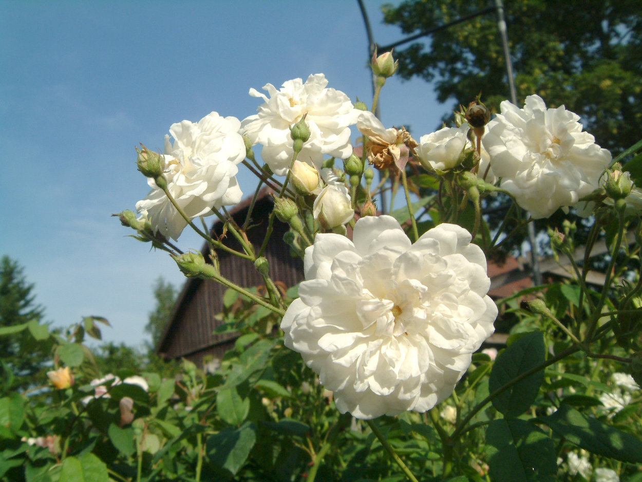 Rosier Francine Austin ® (Roses anglaises) - achat et vente de rosiers ...
