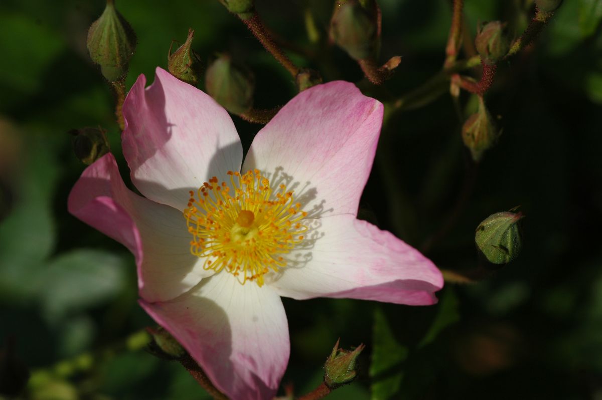 Rosier Francis E. Lester (Rosiers grimpants et rosiers lianes) - achat ...