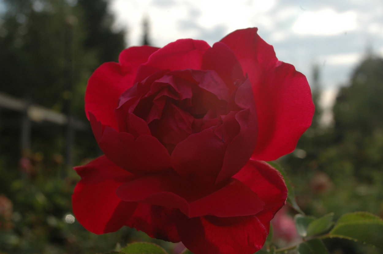 Rosier General Superior Arnold Jansen (Hybrides de thé) - achat et ...