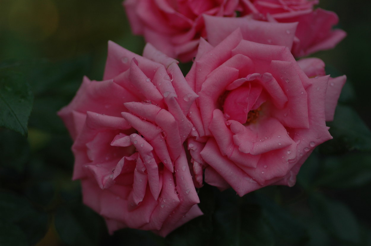 Rosier General Superior Arnold Jansen (Hybrides de thé) - achat et ...