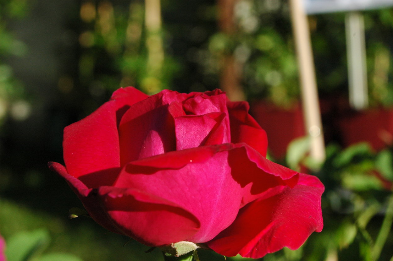Rosier General Superior Arnold Jansen (Hybrides de thé) - achat et ...