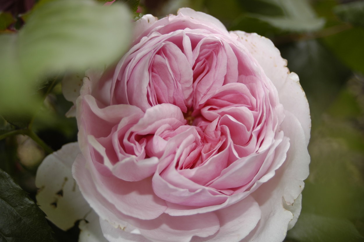 Rosier Geoff Hamilton ® (Roses anglaises) - achat et vente de rosiers ...