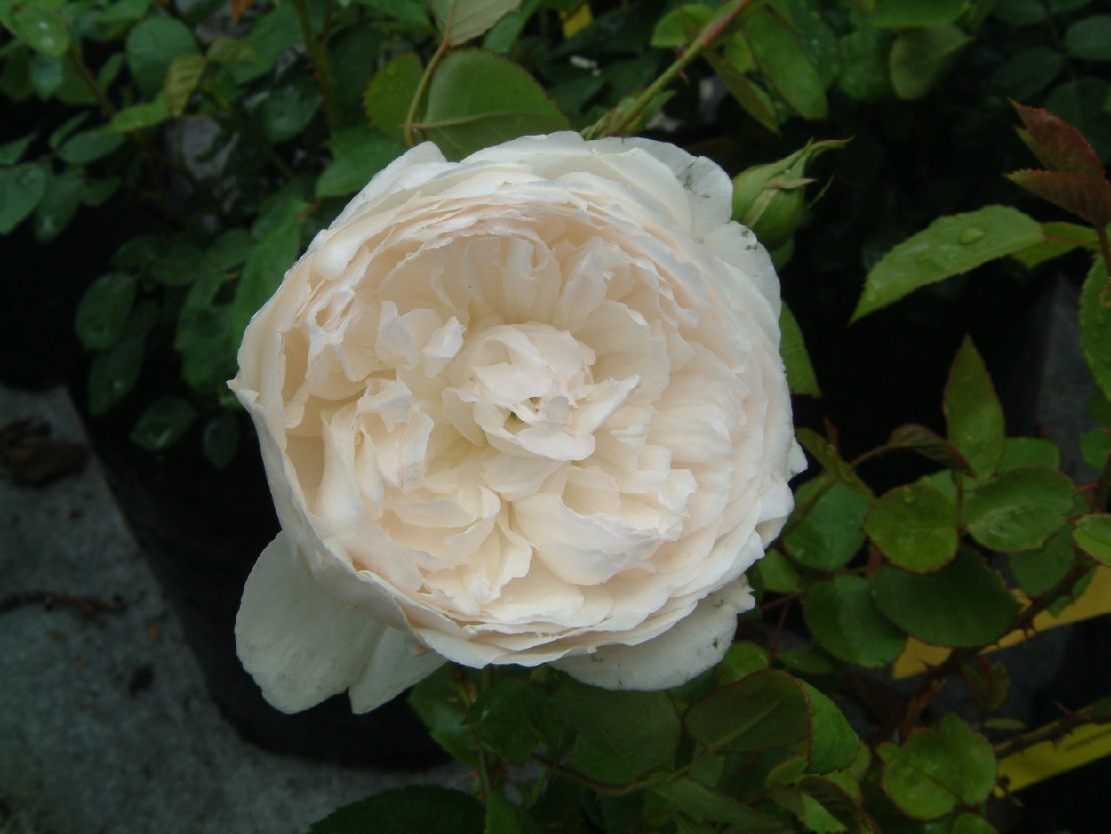 Rosier Glamis Castle ® (Roses anglaises) - achat et vente de rosiers en ...