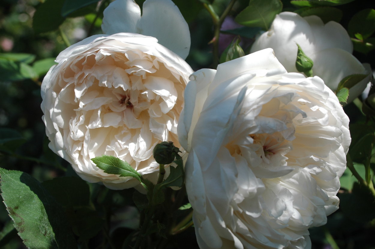Rosier Glamis Castle ® (Roses anglaises) - achat et vente de rosiers en ...