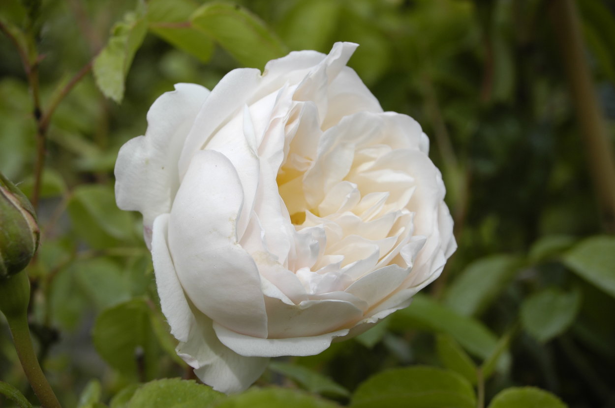 Rosier Glamis Castle ® (Roses anglaises) - achat et vente de rosiers en ...