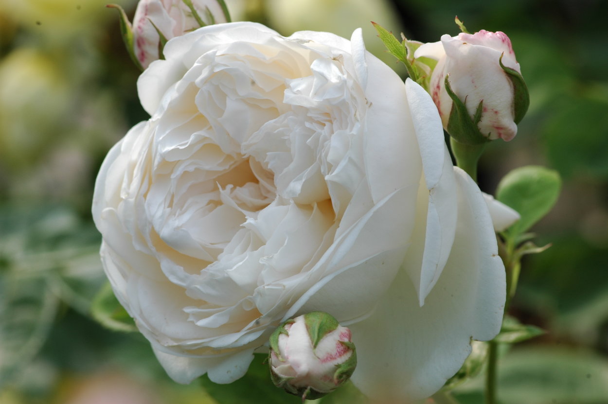 Rosier Glamis Castle ® (Roses anglaises) - achat et vente de rosiers en ...