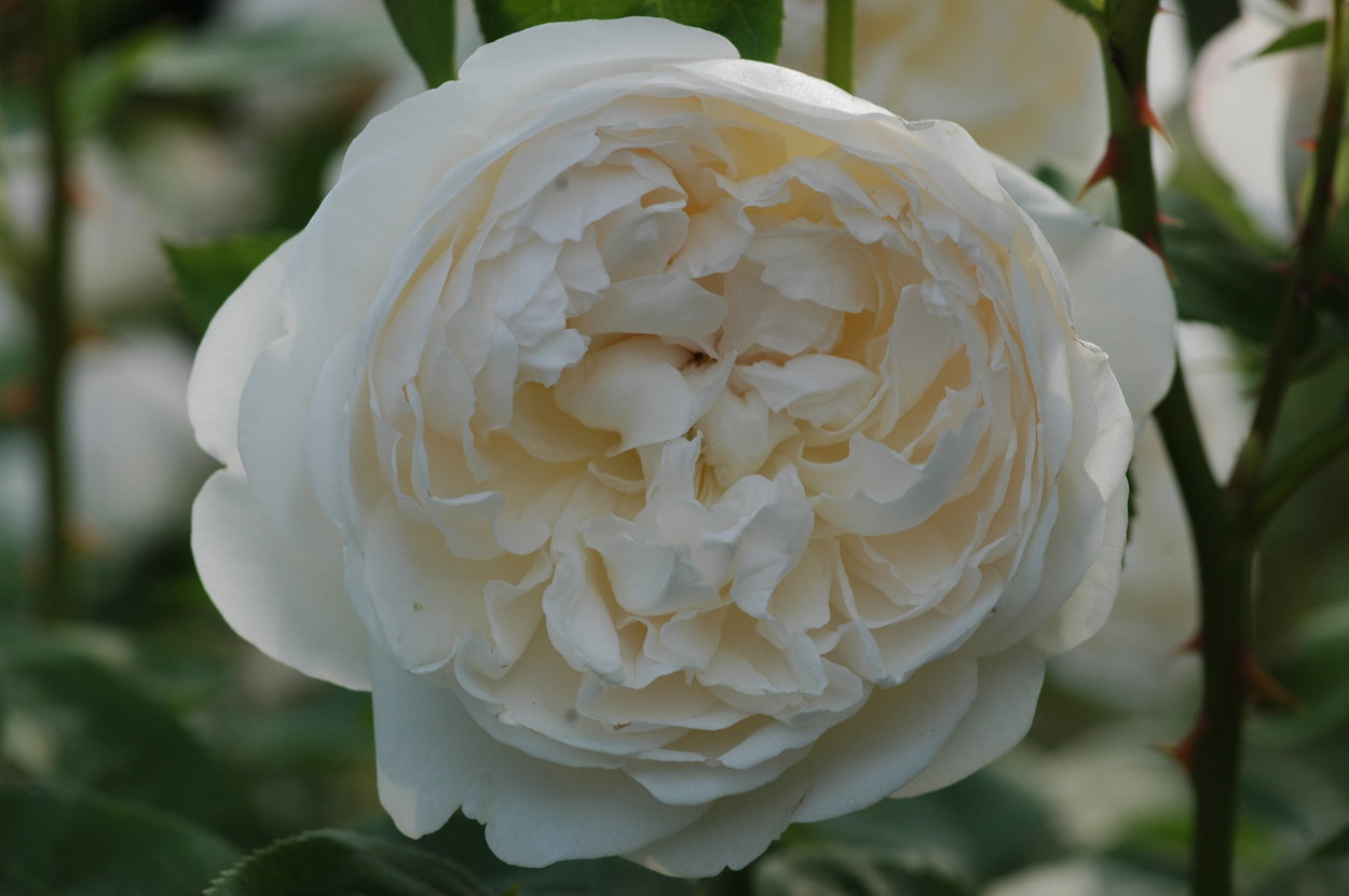 Rosier Glamis Castle ® (Roses anglaises) - achat et vente de rosiers en ...
