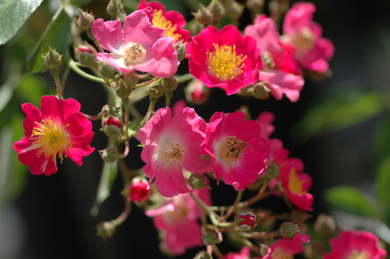 Rosier Maria Lisa (Rosiers grimpants et rosiers lianes) - achat et ...