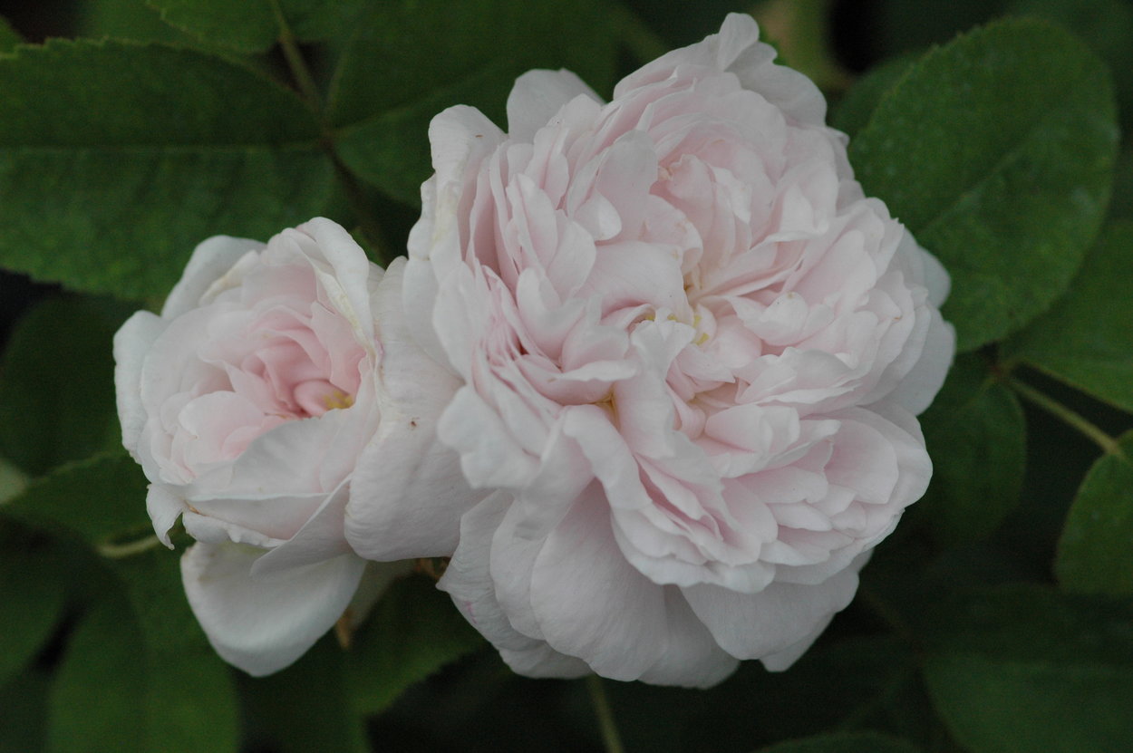 Rosier Marie de Saint Jean (Rose de Portland) - achat et vente de ...