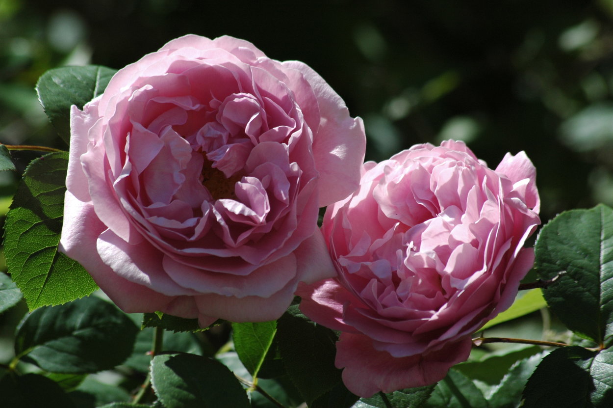 Rosier Mary Rose ® (Roses anglaises) - achat et vente de rosiers en ligne