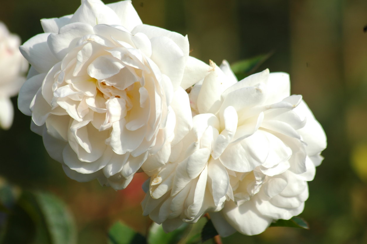 Rosier Miss Leda (Des roses signées Weihrauch) - achat et vente de ...