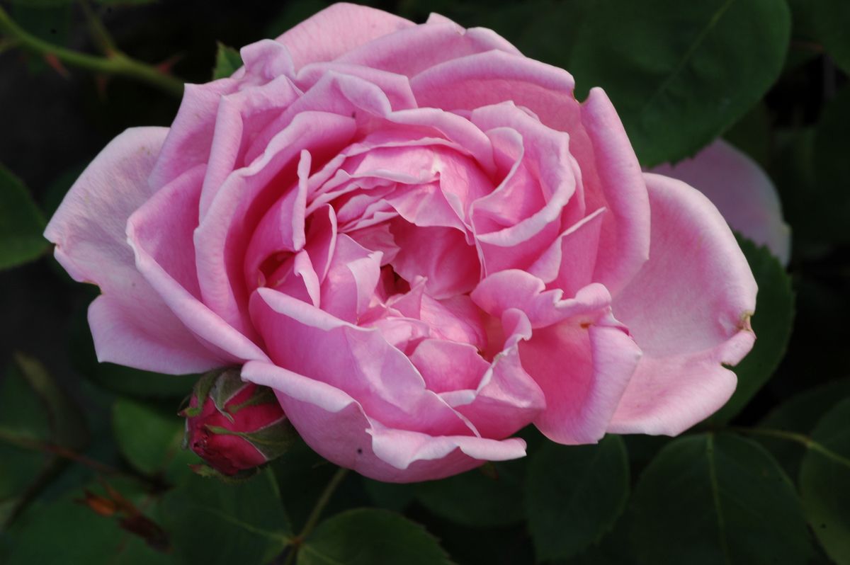 Rosier Mme. Caroline Testout (Hybrides de thé) - achat et vente de ...