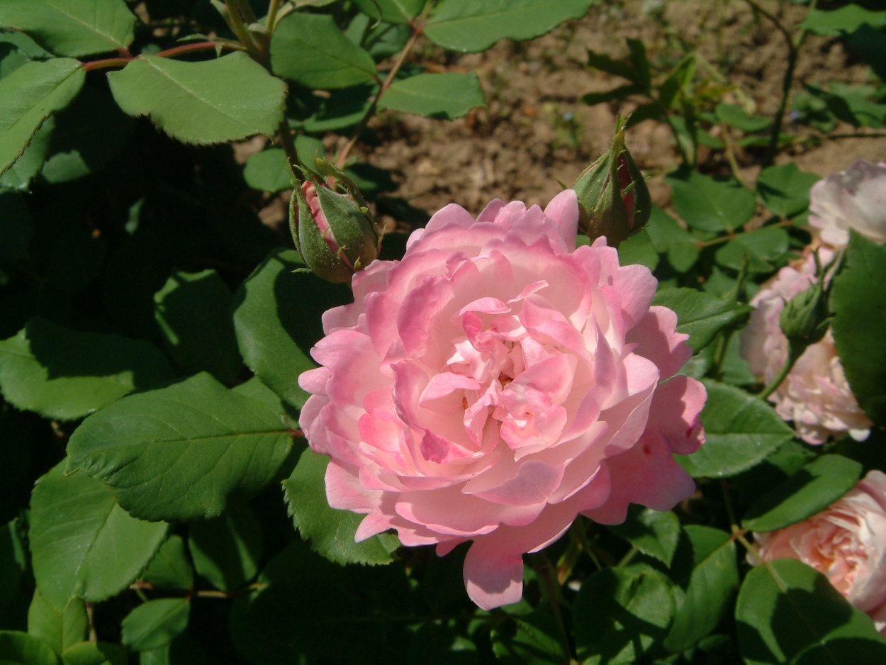 Rosier Mme. Pierre Oger (Rose Bourbon) - achat et vente de rosiers en ligne