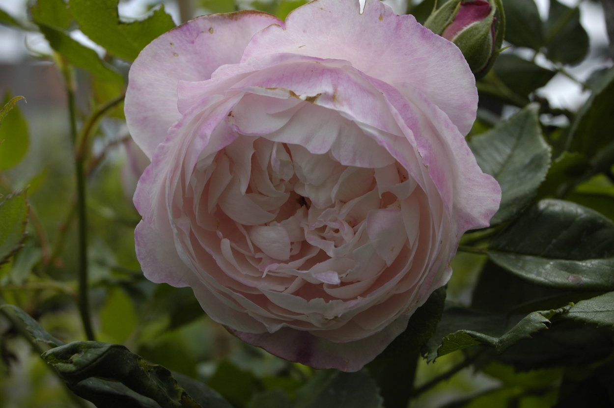 Rosier Mme. Pierre Oger (Rose Bourbon) - achat et vente de rosiers en ligne