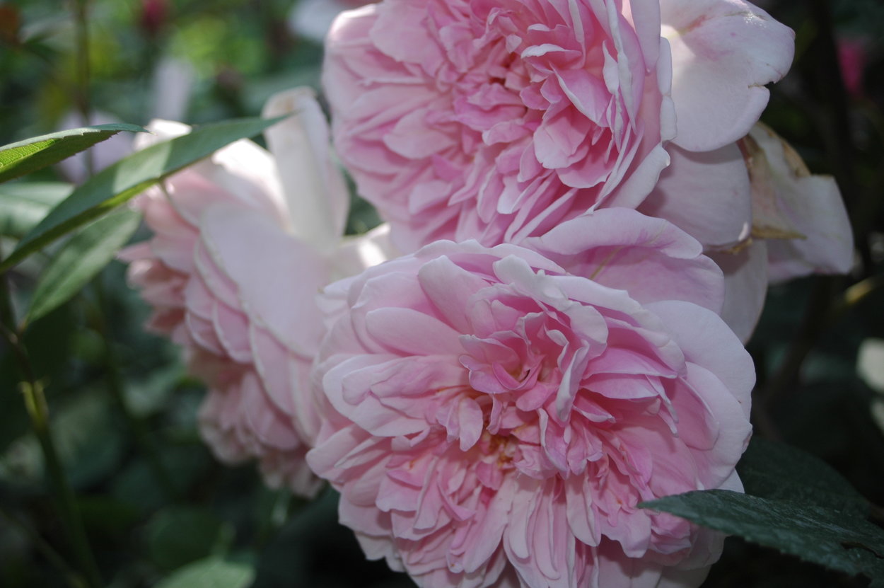 Rosier Mortimer Sackler ® (Roses anglaises) - achat et vente de rosiers ...
