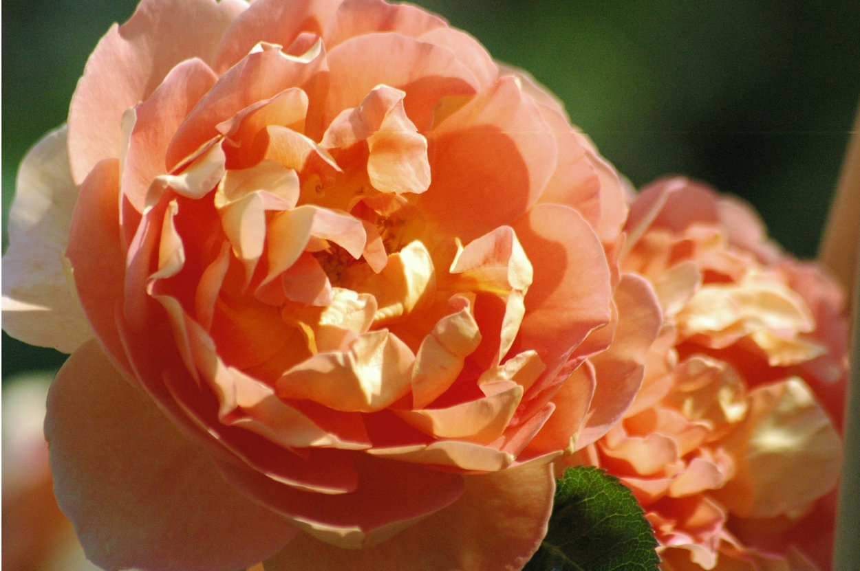 Rosier Pat Austin ® (Roses anglaises) - achat et vente de rosiers en ligne