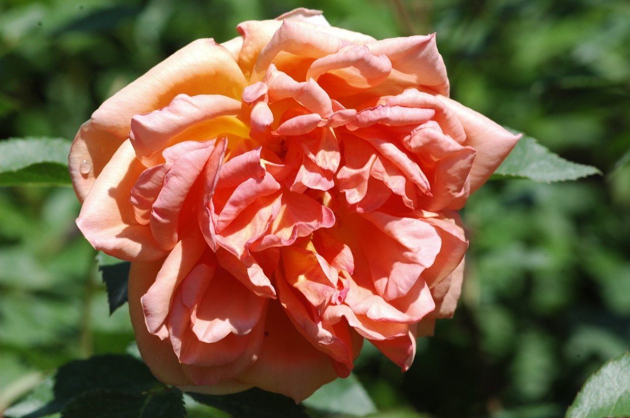 Rosier Pat Austin ® (Roses anglaises) - achat et vente de rosiers en ligne