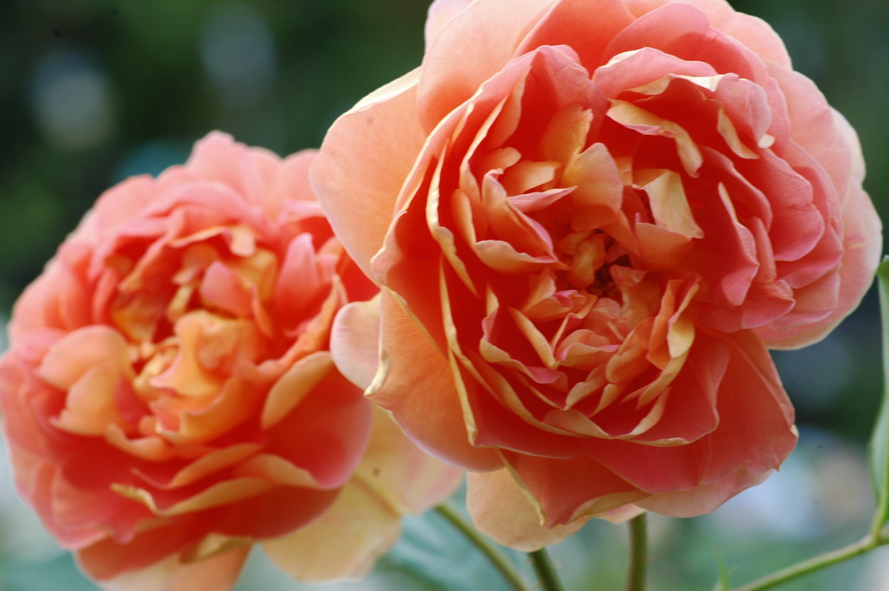 Rosier Pat Austin ® (Roses anglaises) - achat et vente de rosiers en ligne