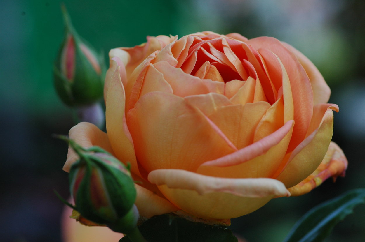 Rosier Pat Austin ® (Roses anglaises) - achat et vente de rosiers en ligne