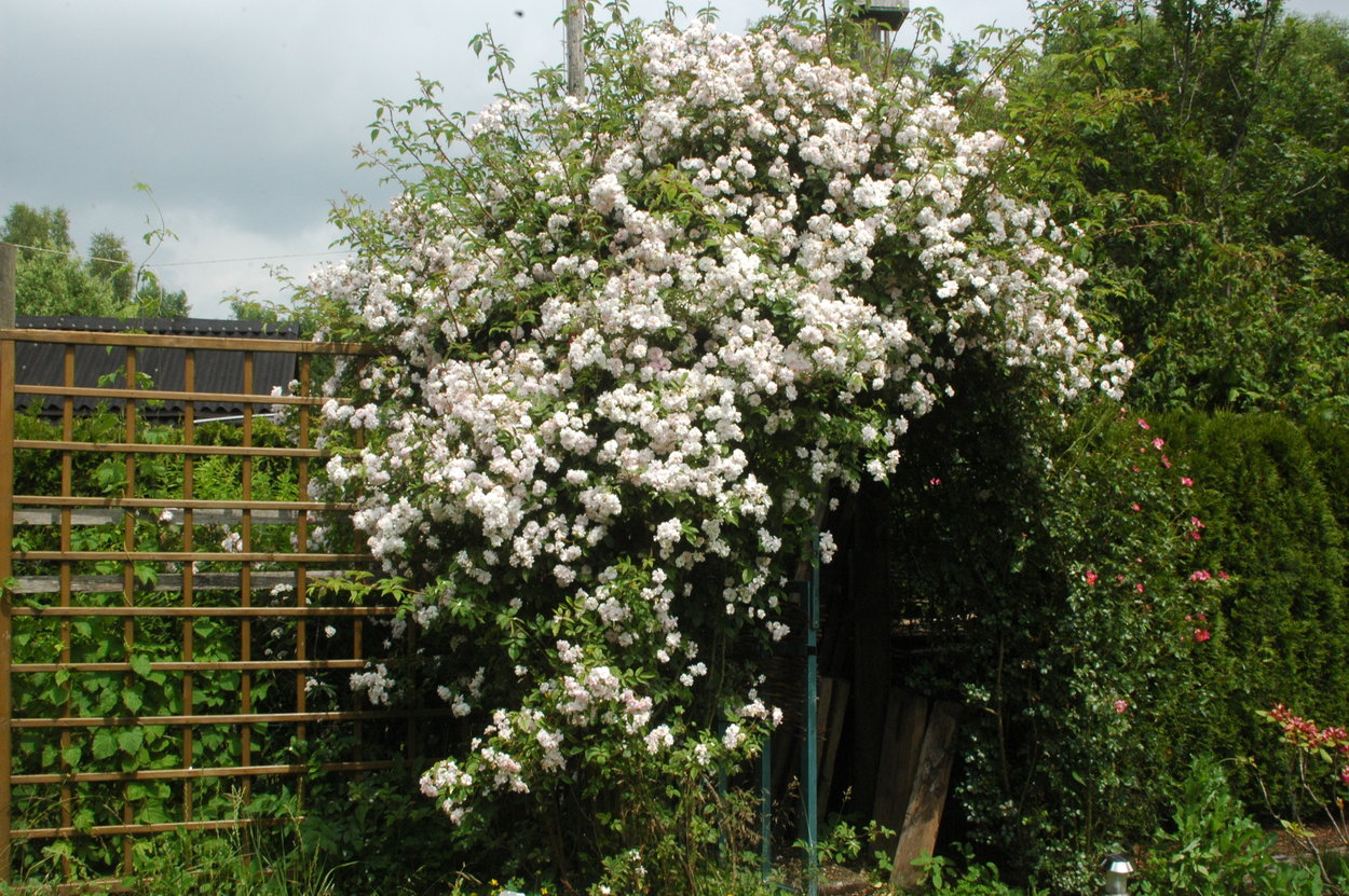 Rosier Paul's Himalayan Musk (Rosiers grimpants et rosiers lianes ...