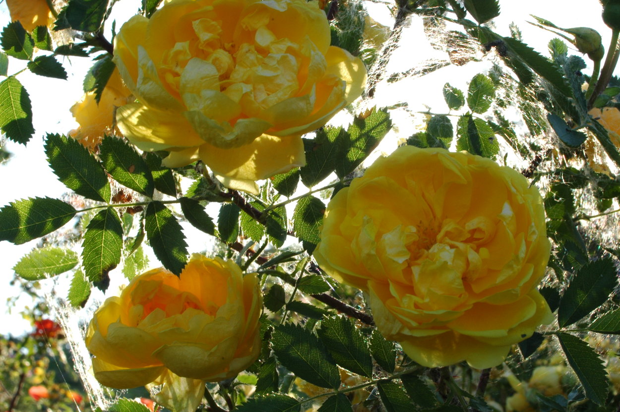 Rosier Persian Yellow (Rosa lutea) - achat et vente de rosiers en ligne