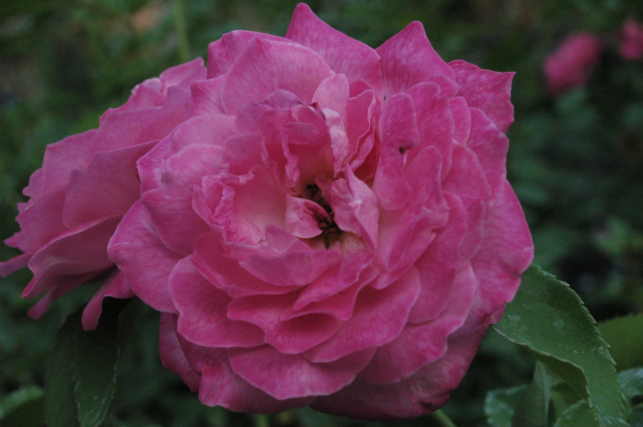 Rosier Pierre de Saint Cyr (Rose Bourbon) - achat et vente de rosiers ...