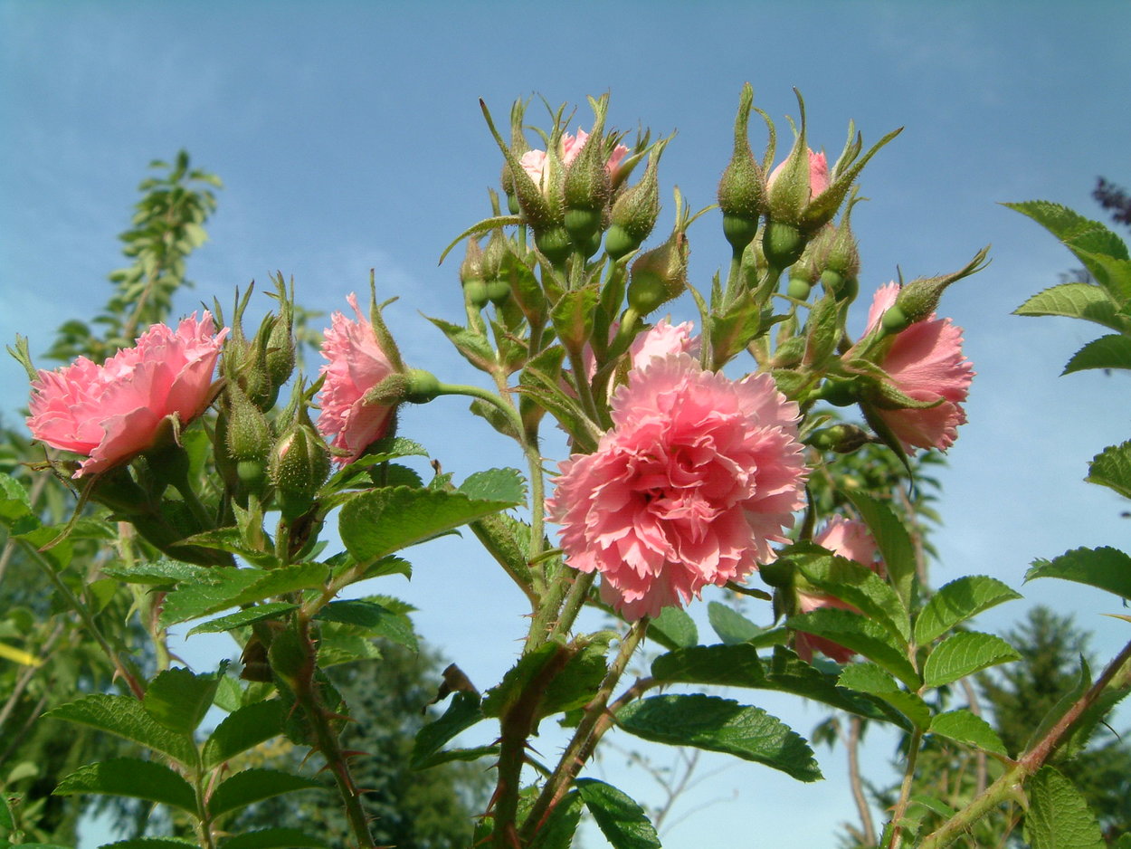 Rosier Pink Grootendorst (Rosa rugosa) - achat et vente de rosiers en ligne