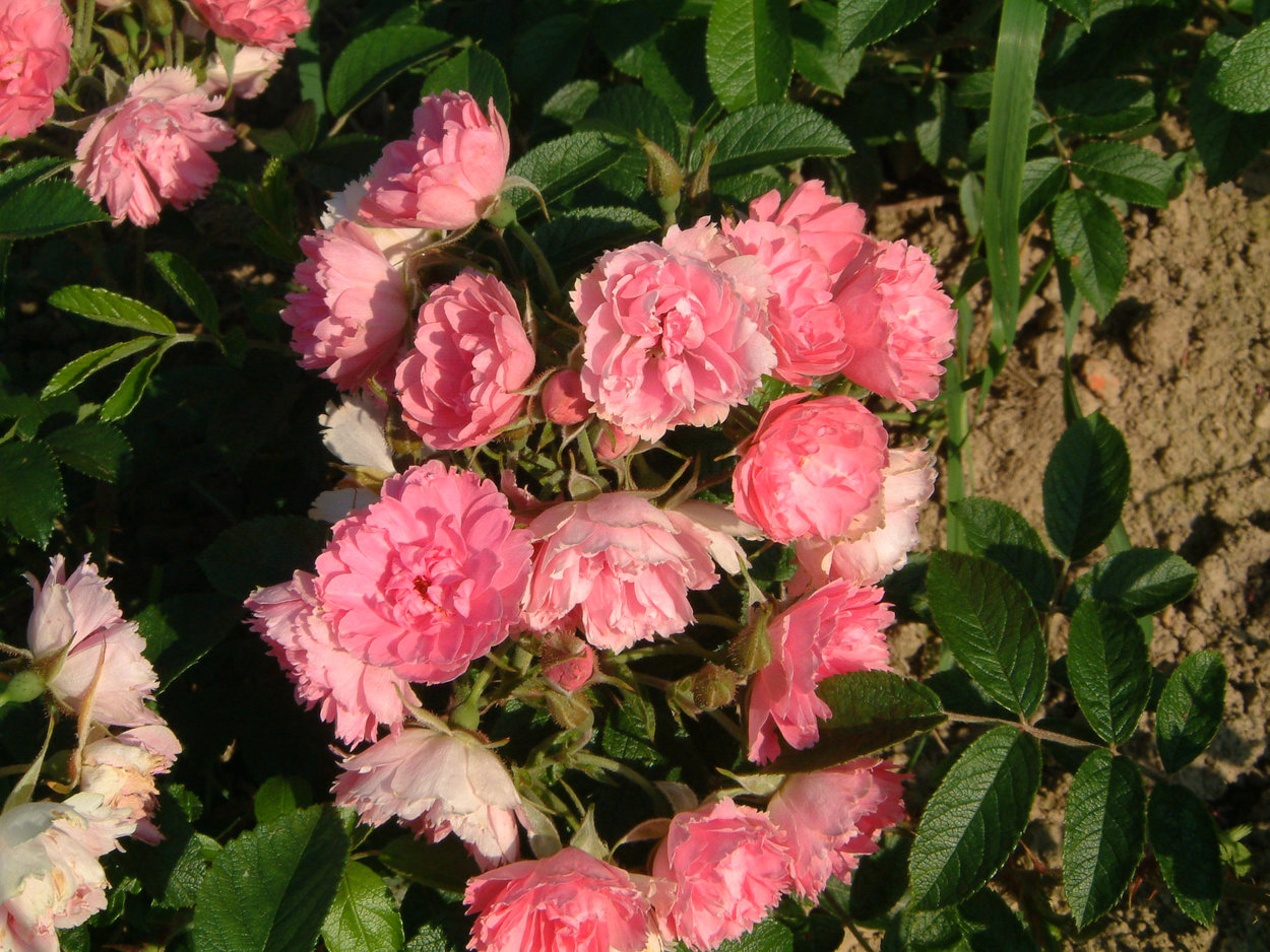 Rosier Pink Grootendorst (Rosa rugosa) - achat et vente de rosiers en ligne