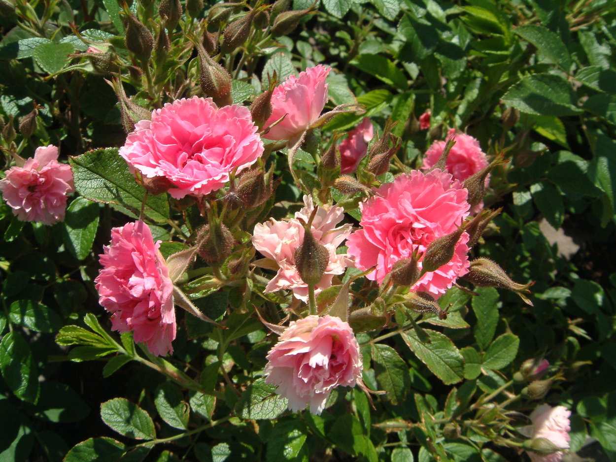 Rosier Pink Grootendorst (Rosa rugosa) - achat et vente de rosiers en ligne